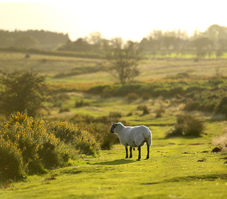 Powys - Brecon Beacons | Experience Britain
