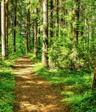 East Sussex - Ashdown Forest Walking Trails | Experience Britain